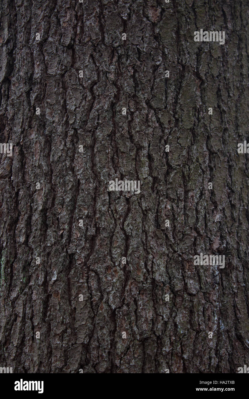 Pine Tree Bark Texture Stock Photo - Alamy
