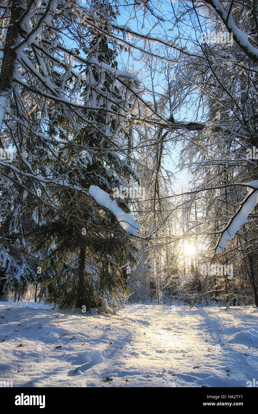 winter forest landscape sunlight snow Stock Photo - Alamy