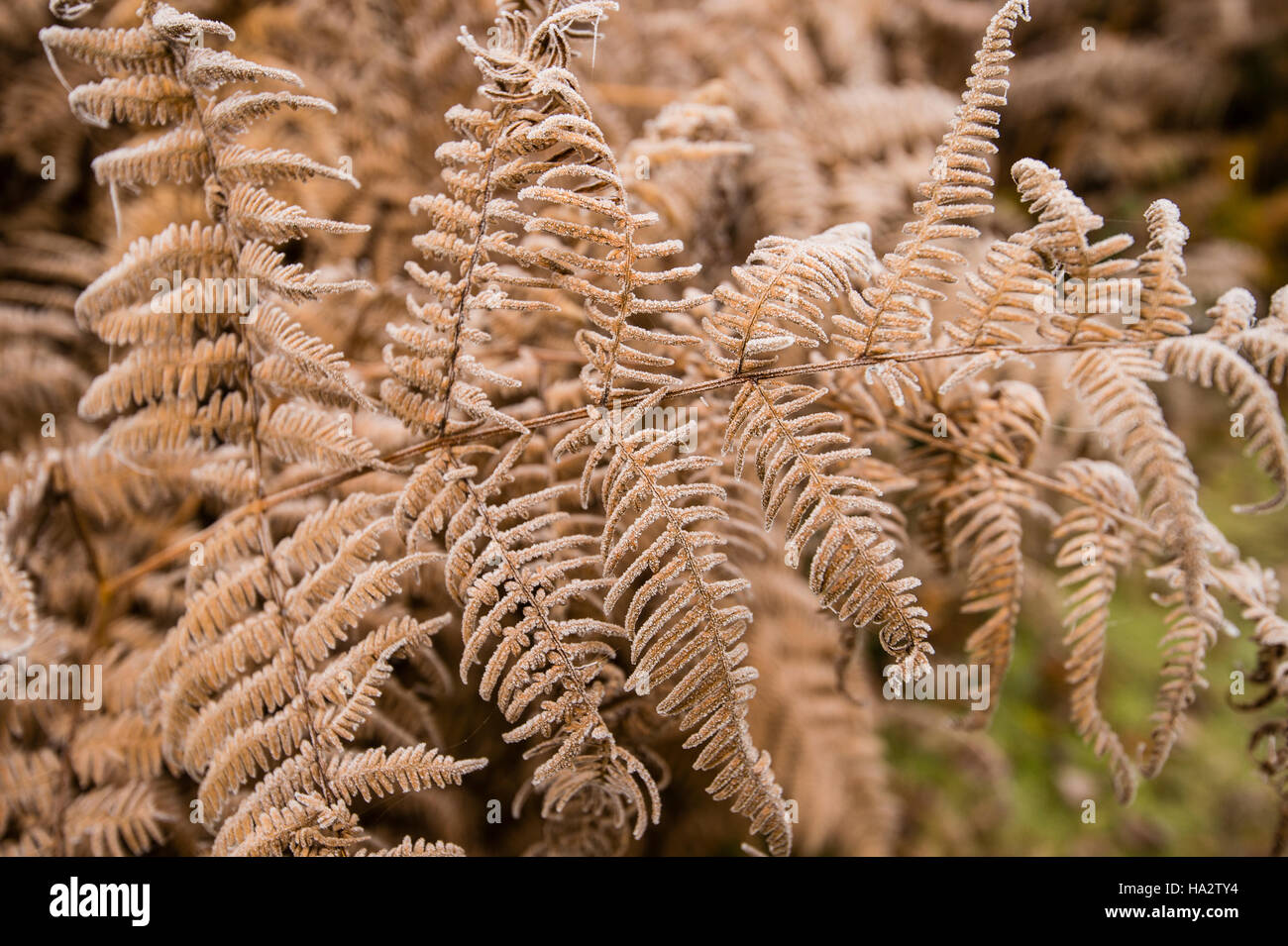 Winter bracken close up photo Stock Photo - Alamy