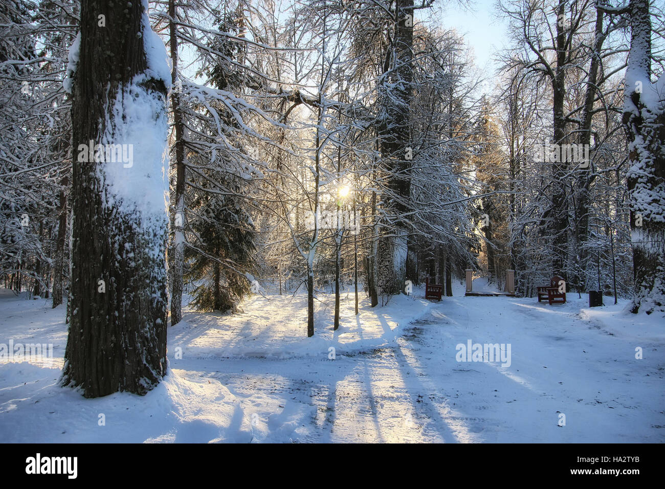 winter forest landscape sunlight snow Stock Photo - Alamy