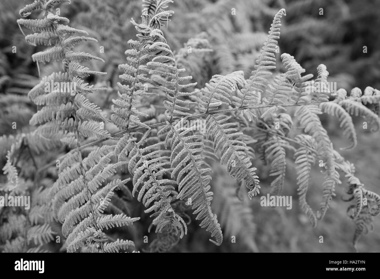 Winter bracken close up photo Stock Photo - Alamy