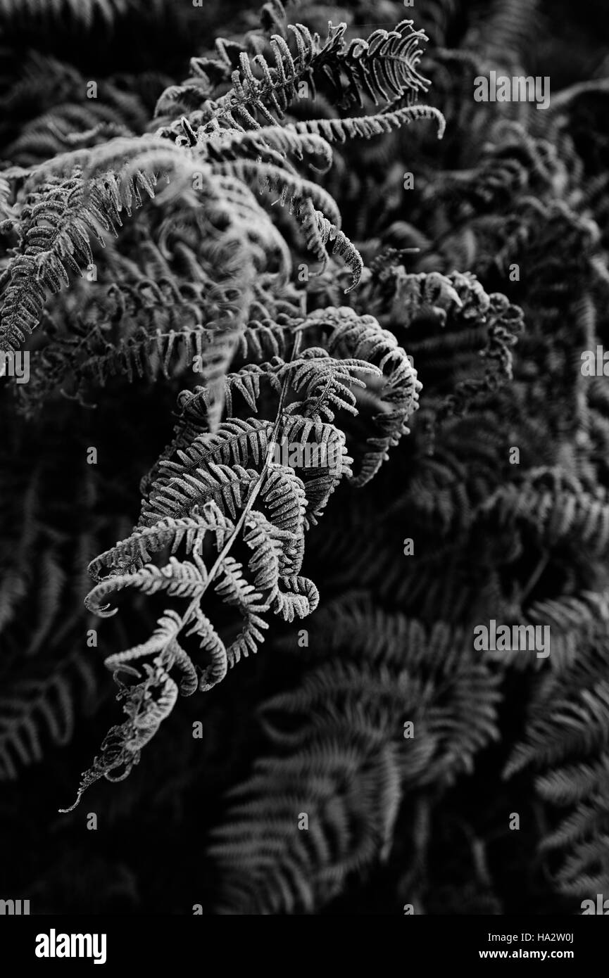 Curled bracken Black and White Stock Photos & Images - Alamy