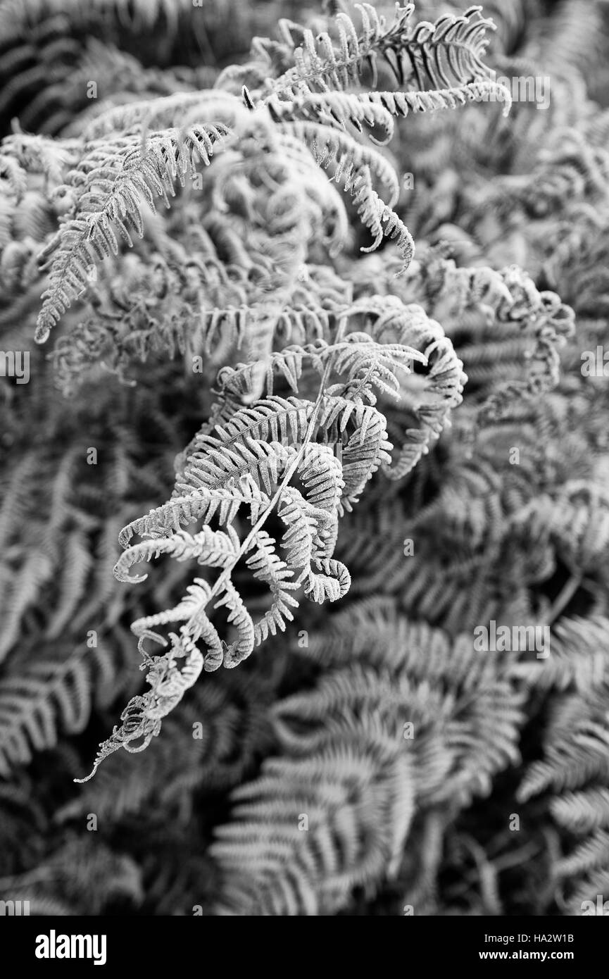 Bracken Black and White Stock Photos & Images - Alamy