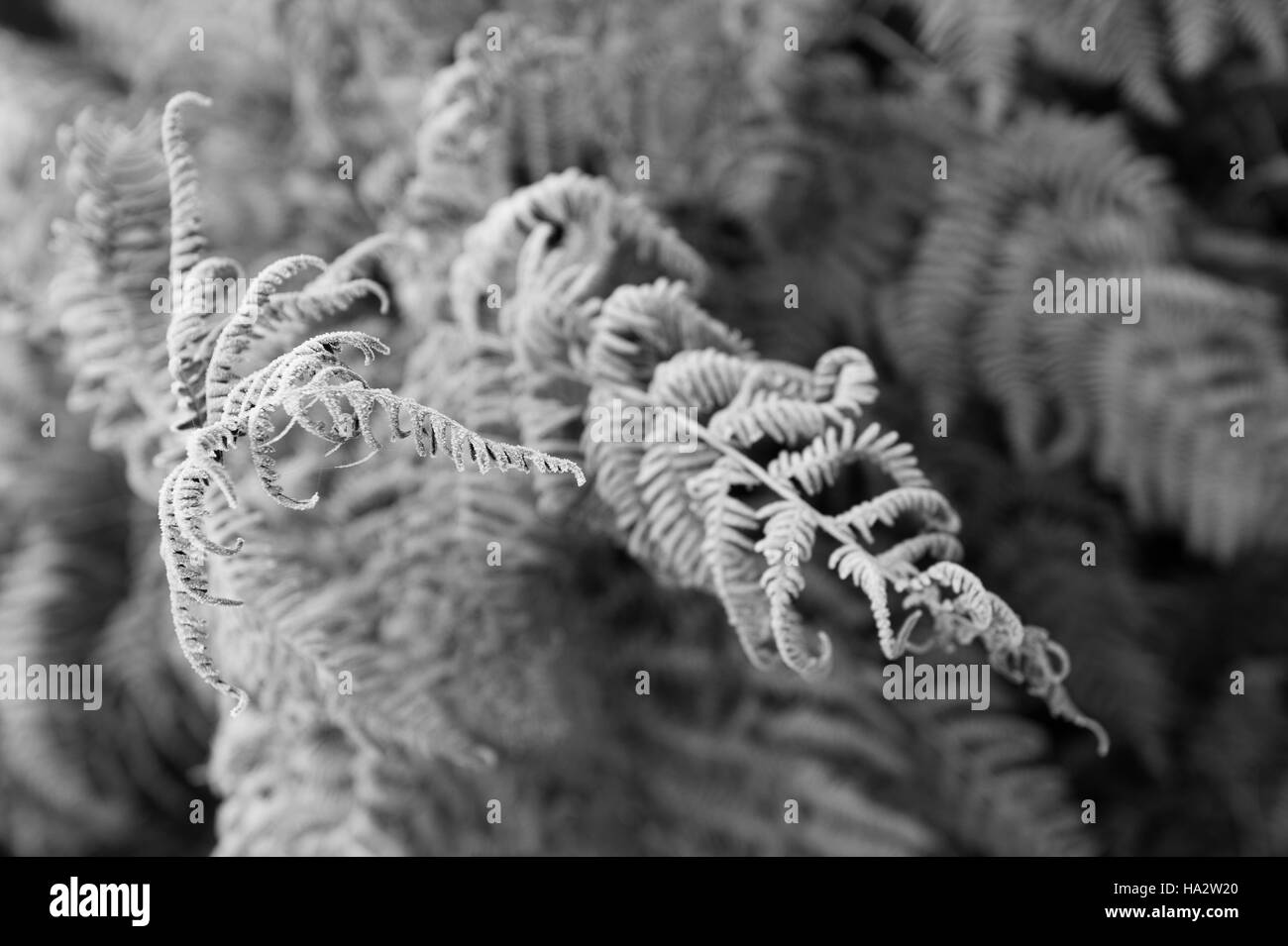 Winter bracken close up photo Stock Photo - Alamy