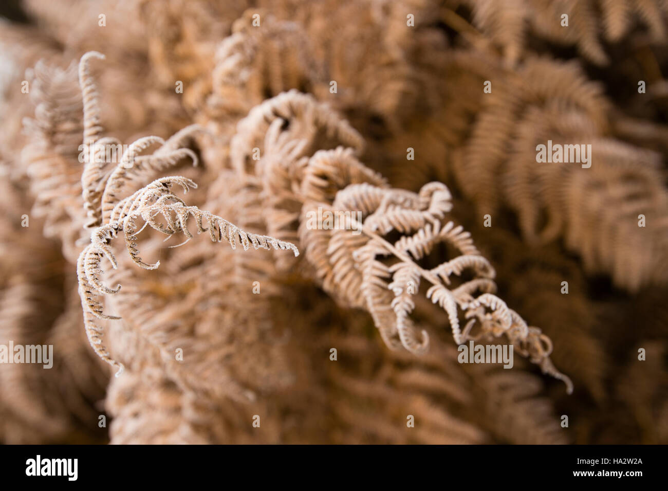 Winter bracken close up photo Stock Photo - Alamy