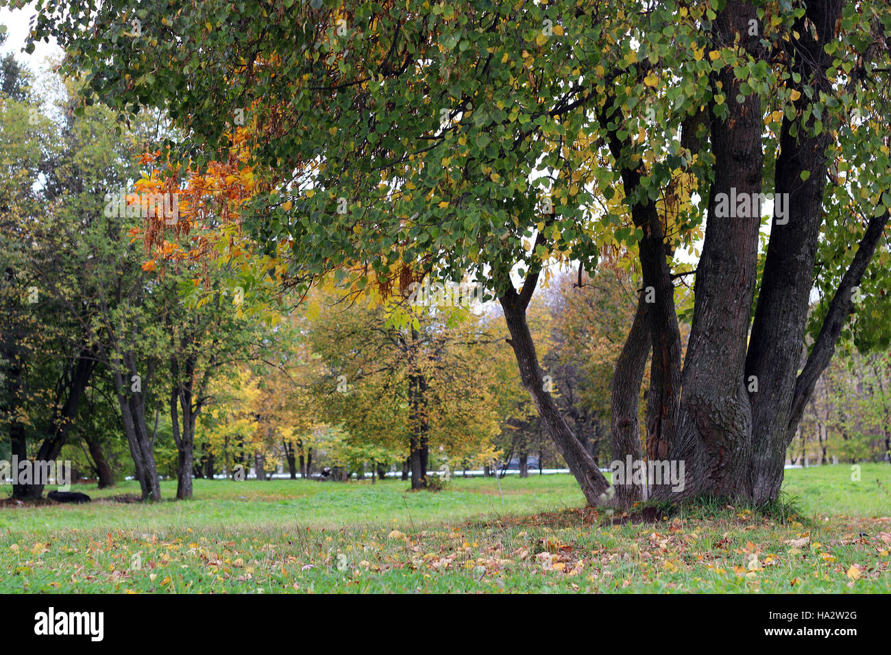 Park landscape lonely tree Stock Photo - Alamy