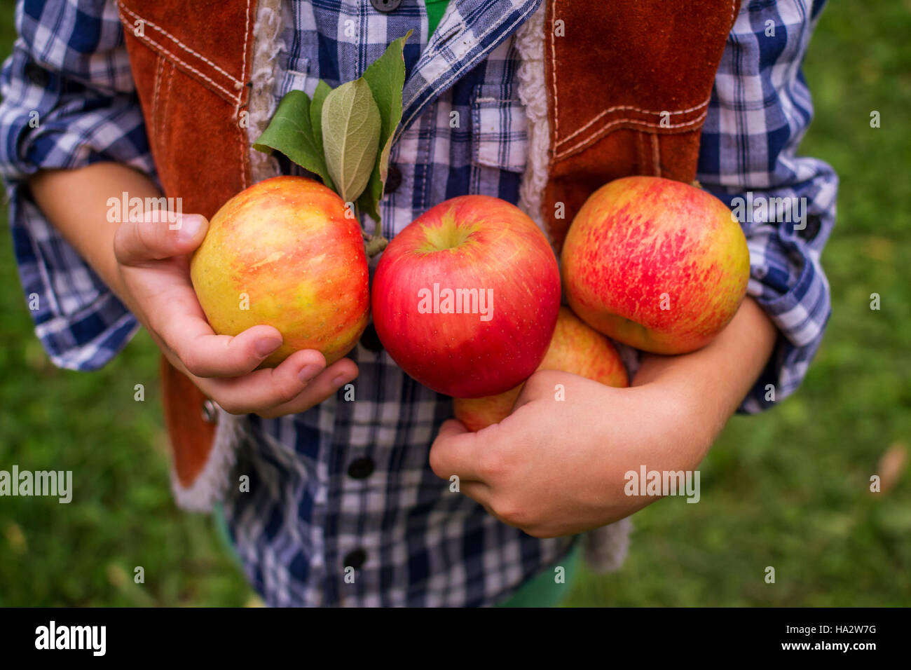 Boy standing in orchard holding freshly picked apples Stock Photo - Alamy