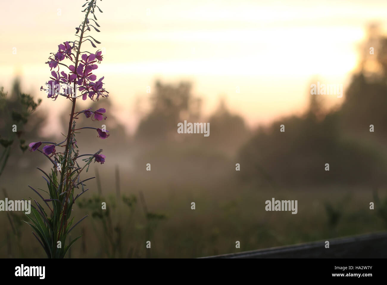 sunset flower fog Stock Photo - Alamy