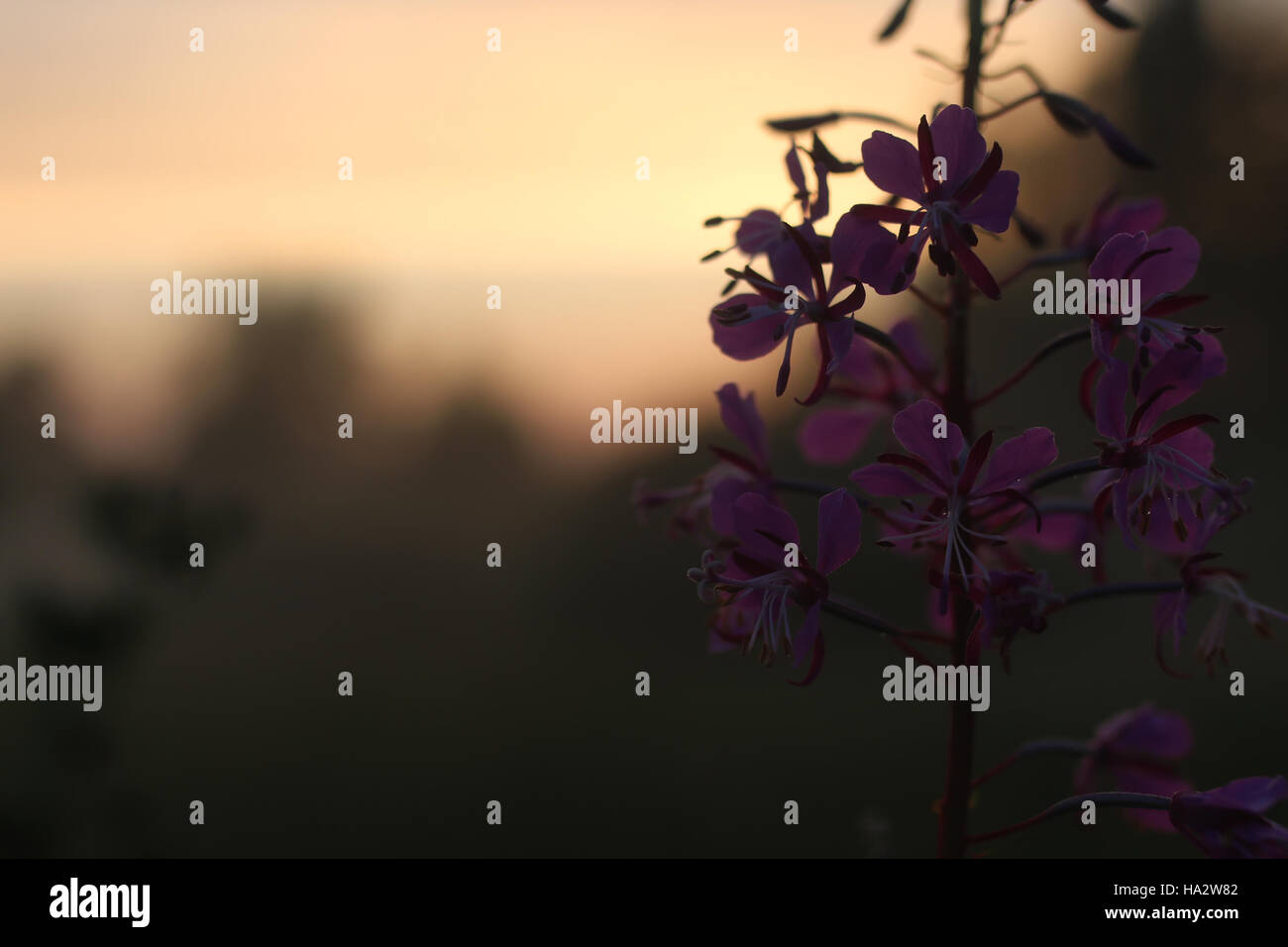 sunset flower fog Stock Photo - Alamy