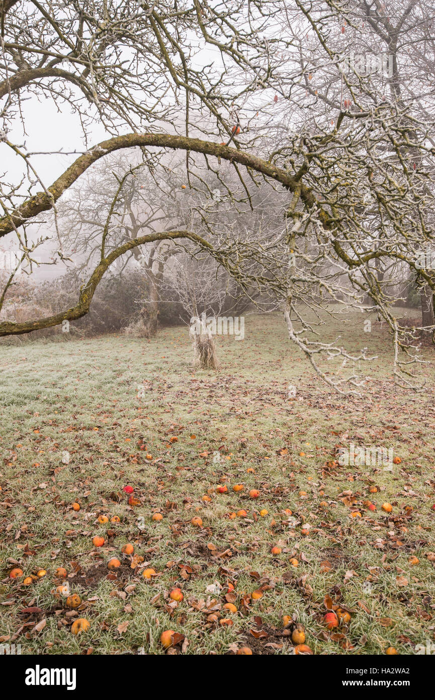 Orchard in Autumn Stock Photo - Alamy