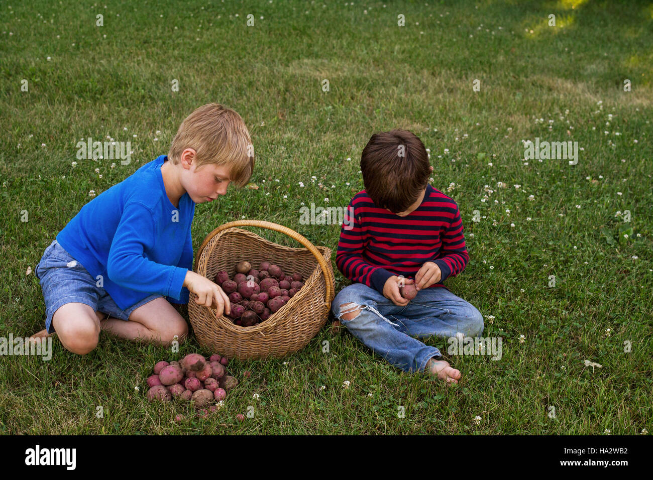 Two boys with a basket of freshly picked potatoes Stock Photo - Alamy