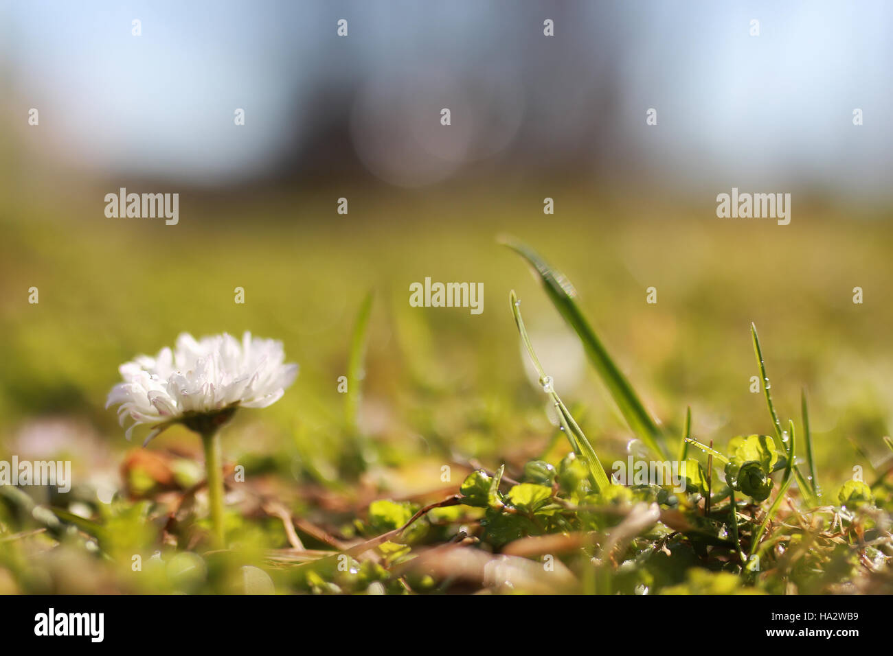 spring grass and flower Stock Photo - Alamy