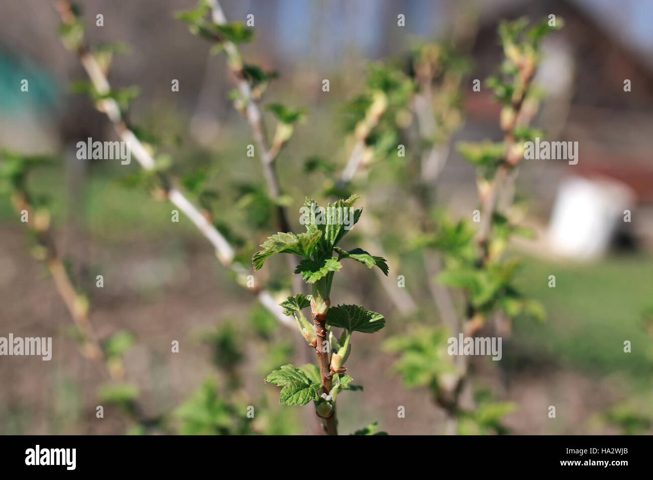 new life in spring brunch of tree Stock Photo - Alamy