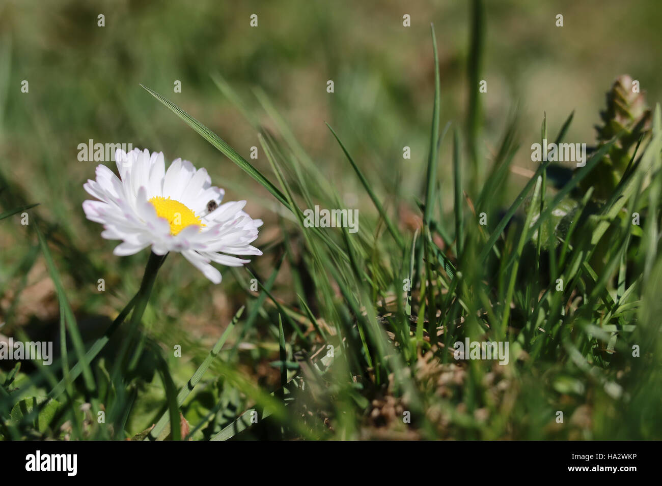 spring grass and flower Stock Photo - Alamy