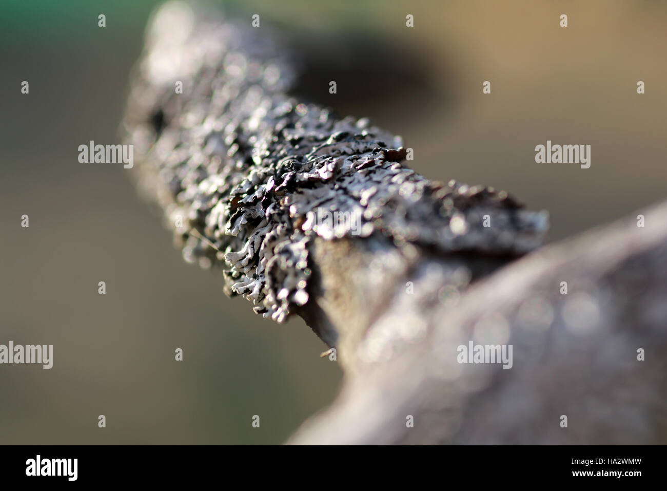 new life in spring brunch of tree Stock Photo - Alamy