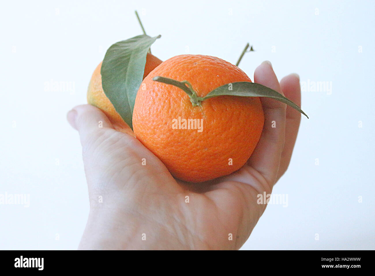 Hand holding two mandarins Stock Photo - Alamy