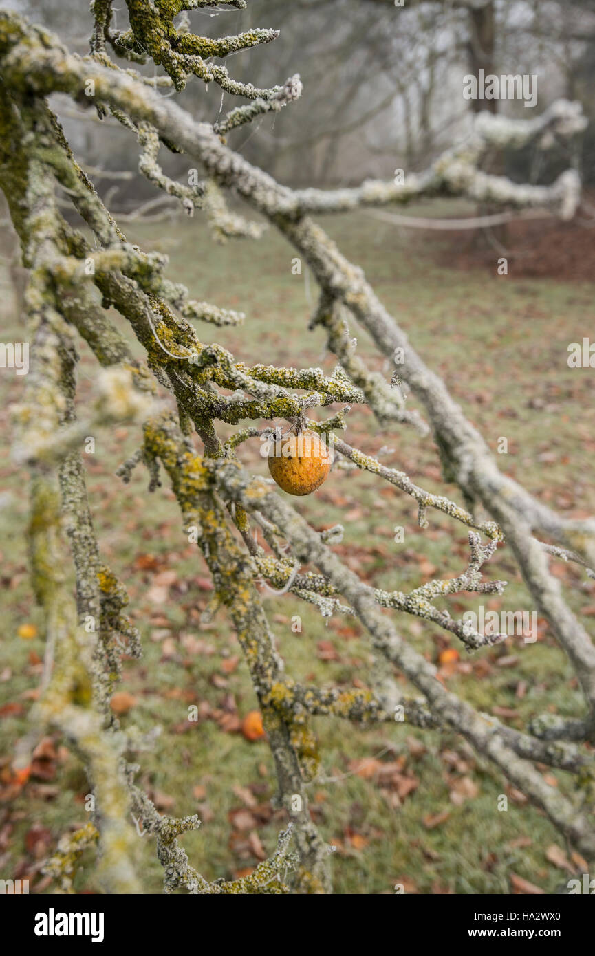 Lone apple on moss laden apple tree early winter, misty with windfall ...