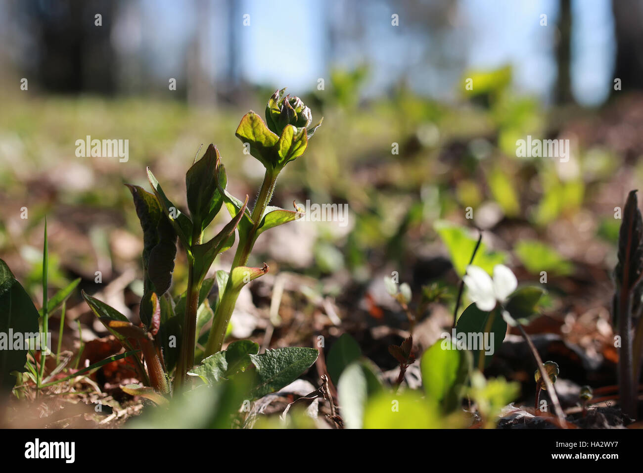 spring grass and flower Stock Photo - Alamy