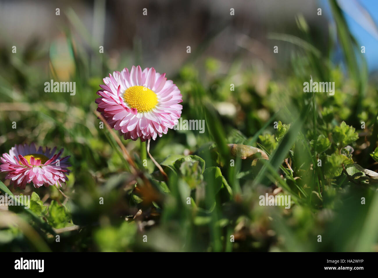 spring grass and flower Stock Photo - Alamy