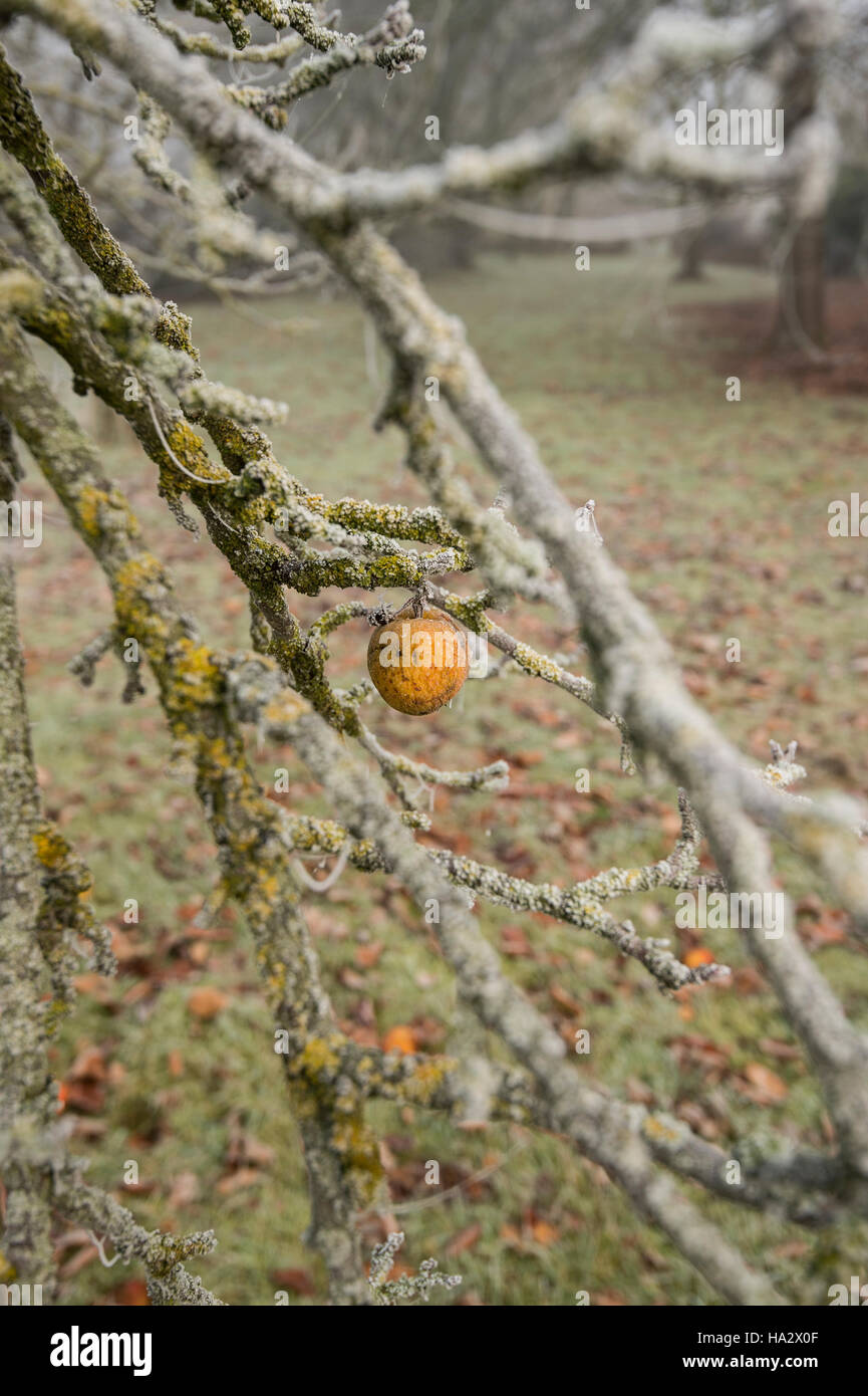 Lone apple on moss laden apple tree early winter, misty with windfall ...