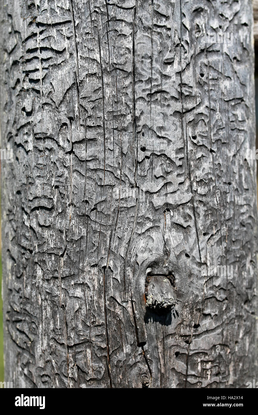 wood texture outdoor Stock Photo - Alamy