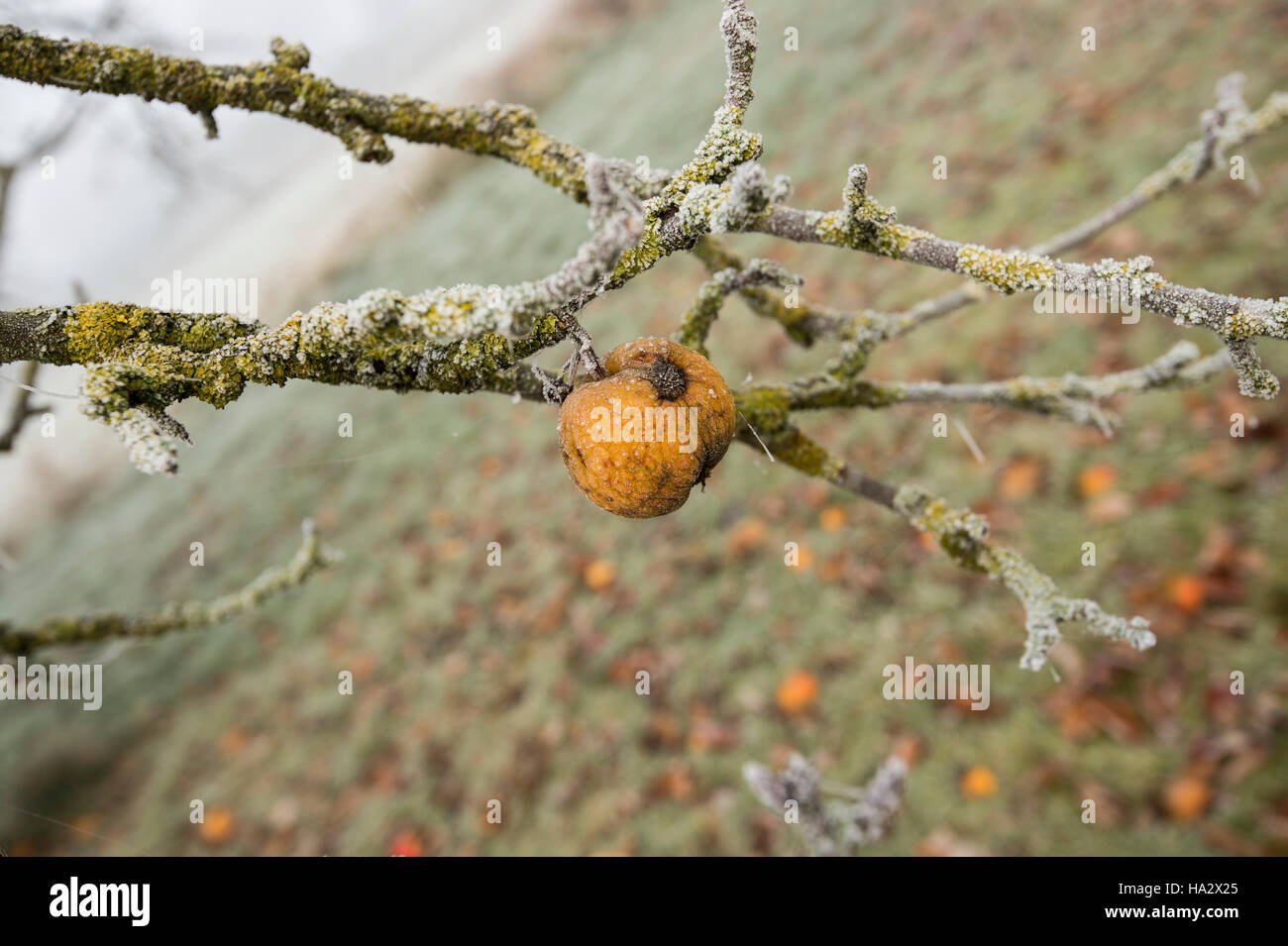 Lone apple on moss laden apple tree early winter, misty with windfall ...