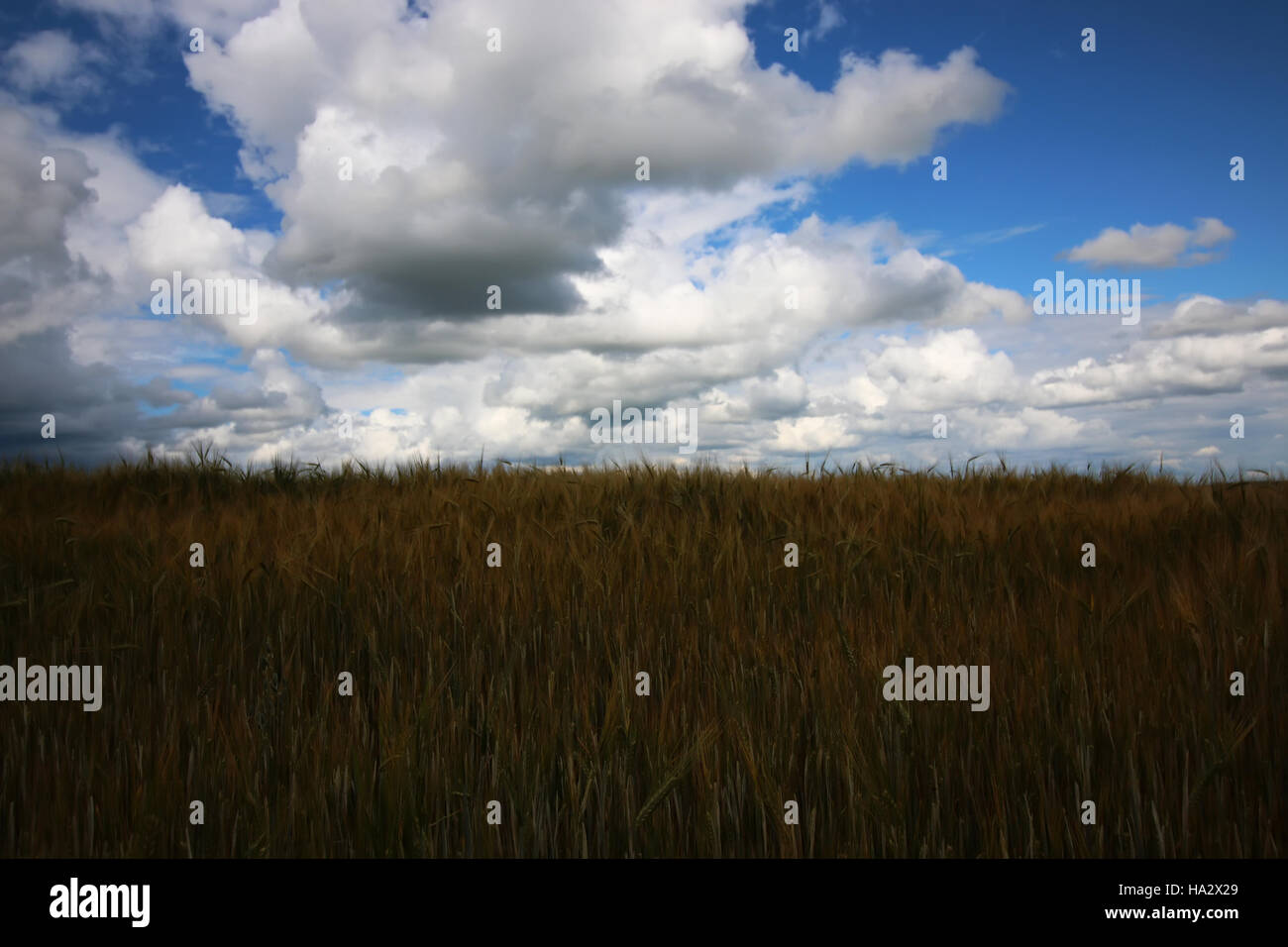 cereal rye field Stock Photo - Alamy