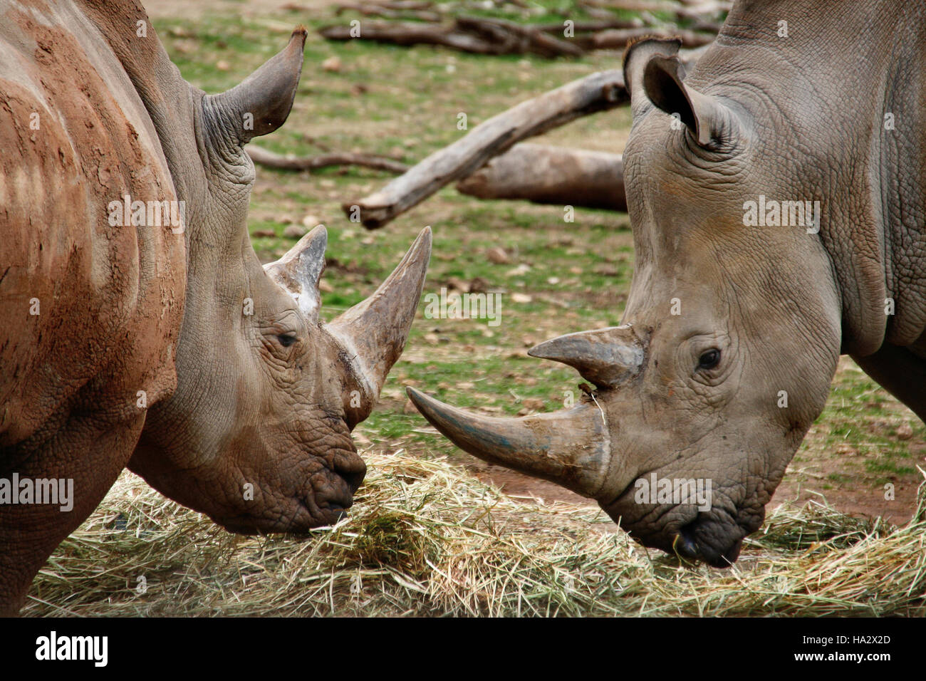 Southern white rhinoceros hi-res stock photography and images - Alamy