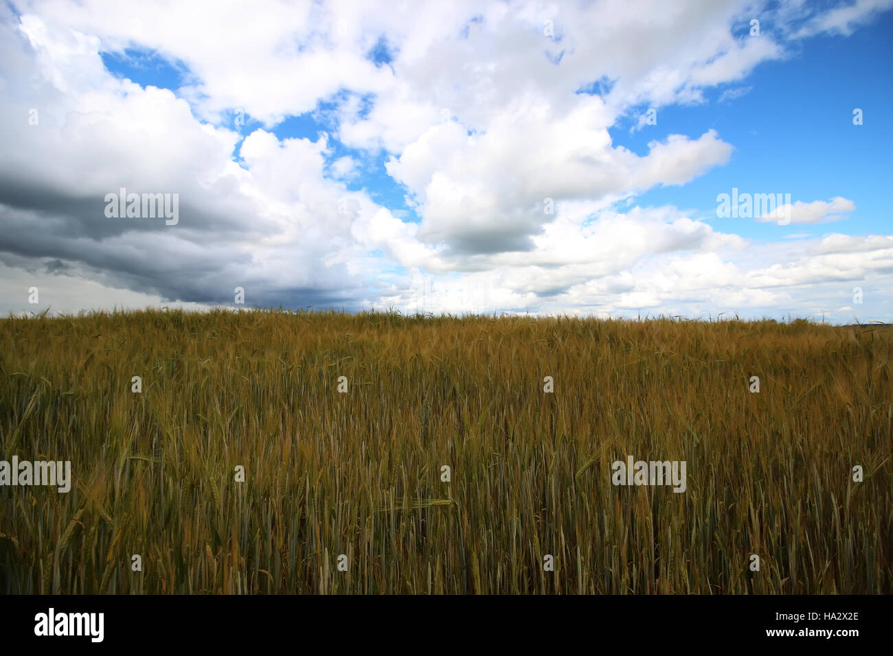 cereal rye field Stock Photo - Alamy