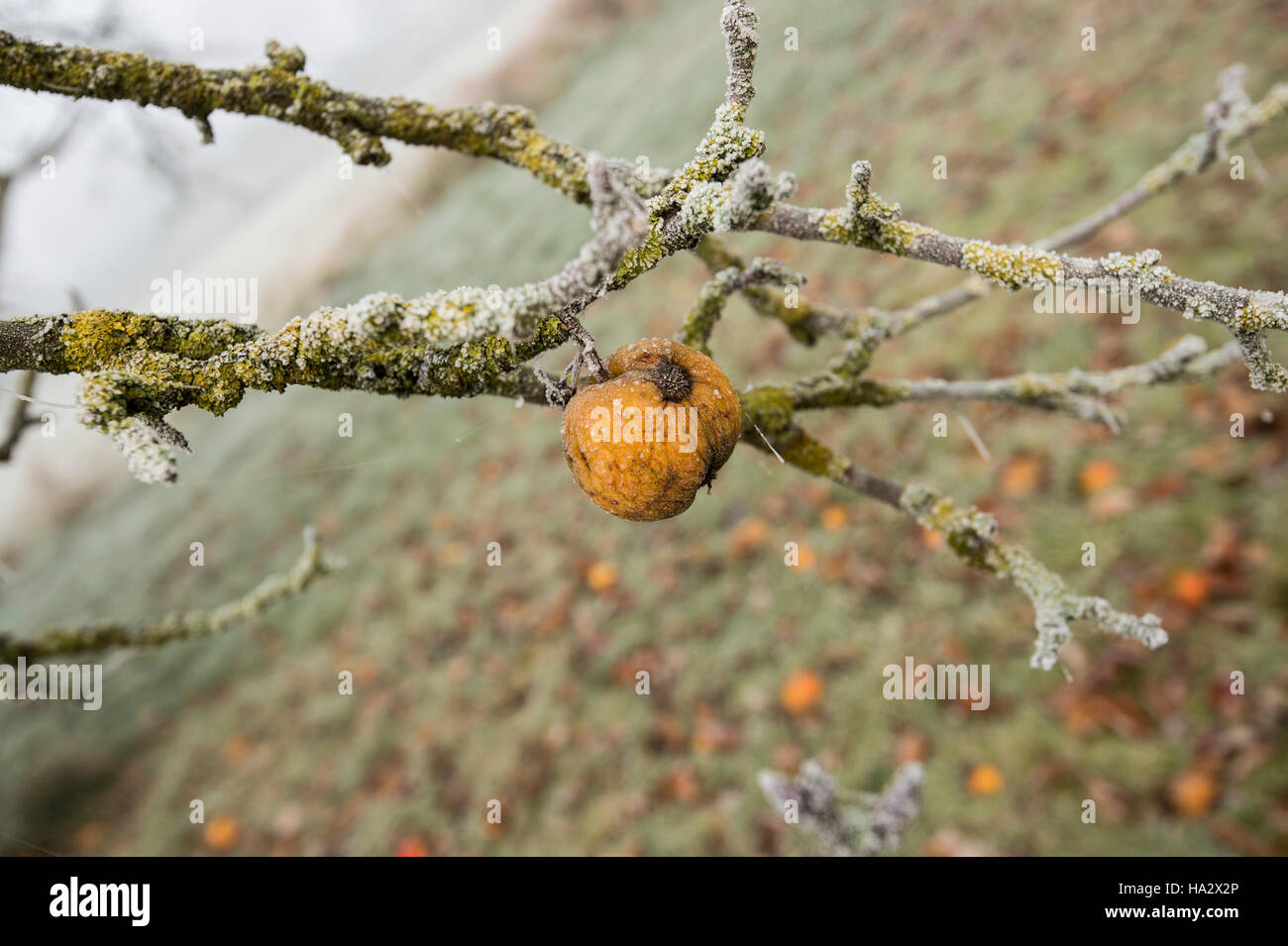Lone apple on moss laden apple tree early winter, misty with windfall ...