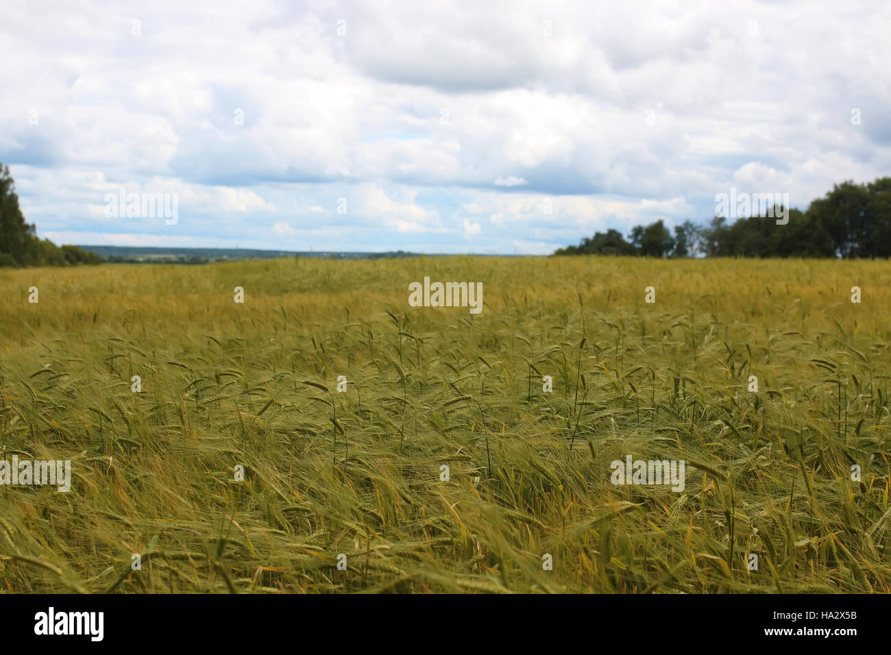 cereal rye field Stock Photo - Alamy