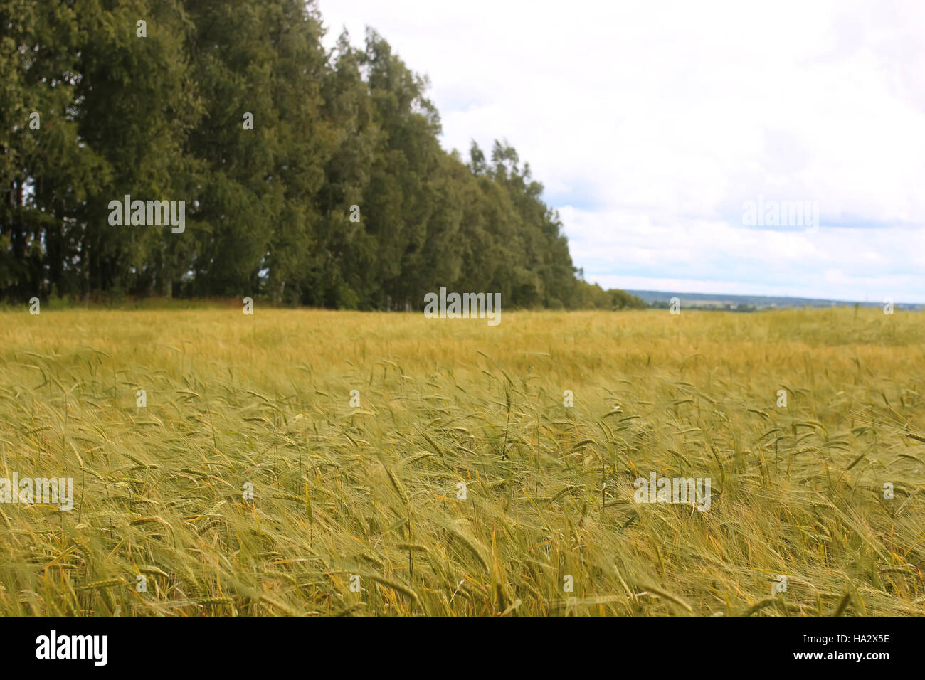 cereal rye field Stock Photo - Alamy
