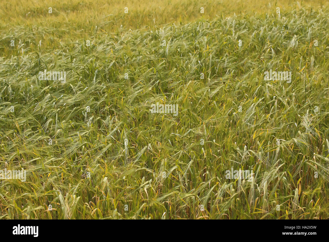 cereal rye field Stock Photo - Alamy