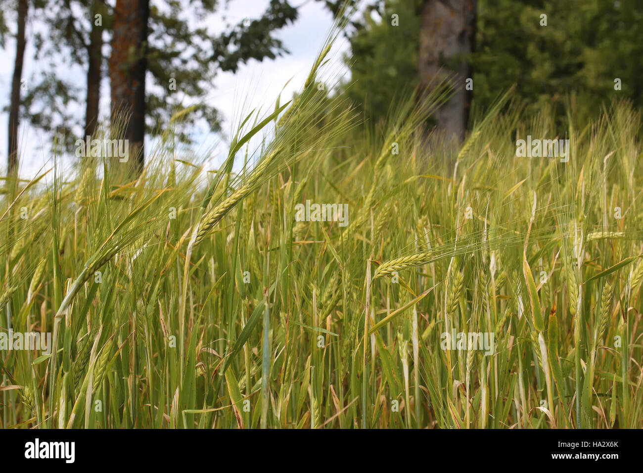 cereal rye field Stock Photo - Alamy