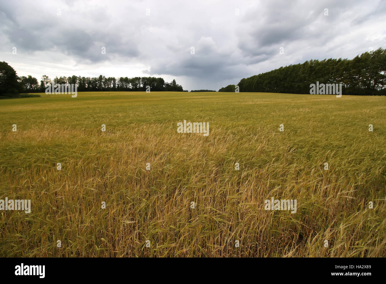 cereal rye field Stock Photo - Alamy