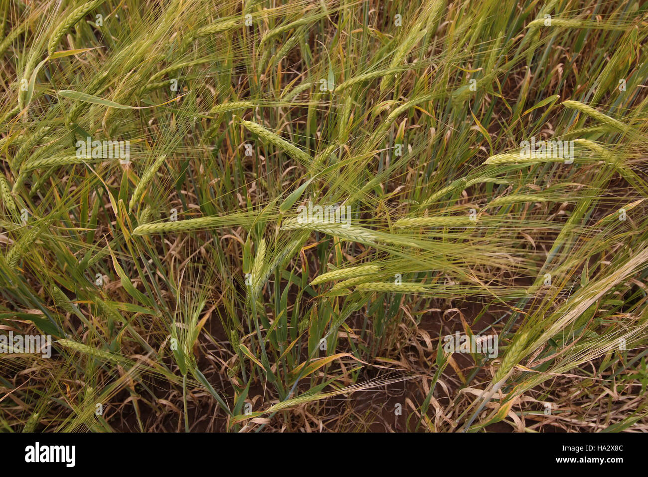 cereal rye field Stock Photo - Alamy