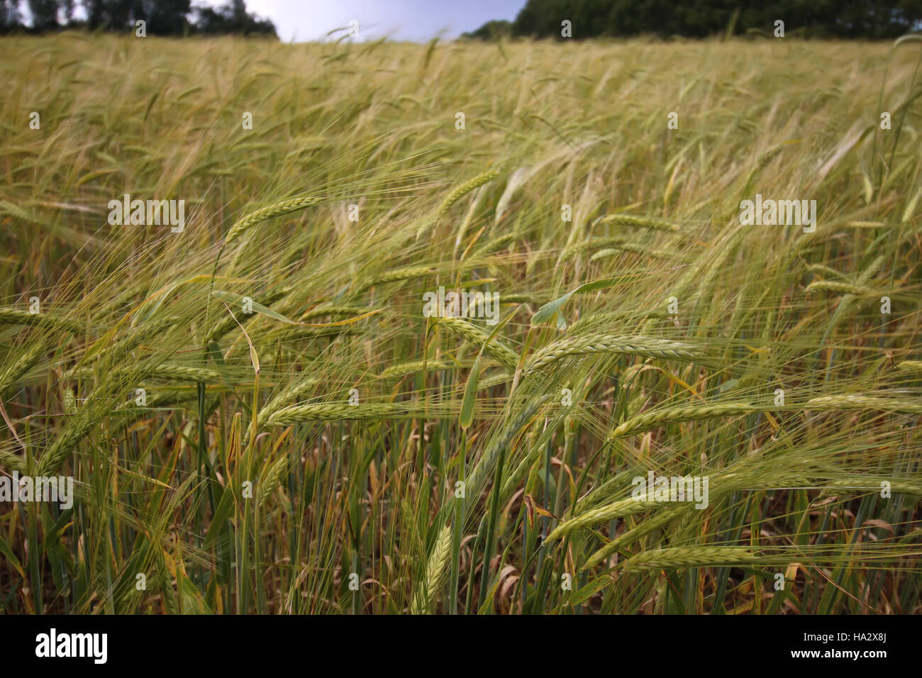 cereal rye field Stock Photo - Alamy