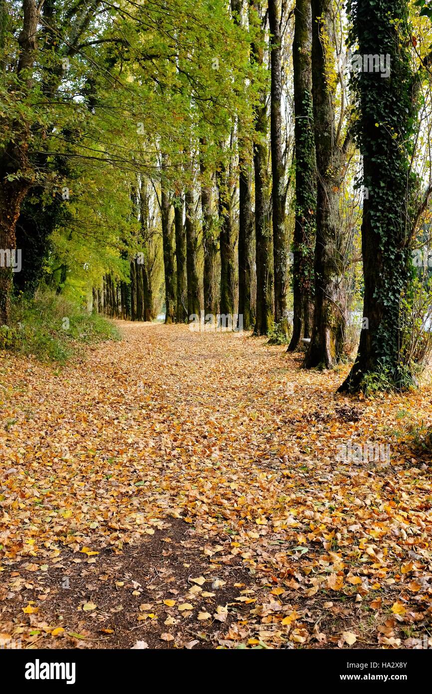 Poplar trees and france hi-res stock photography and images - Alamy