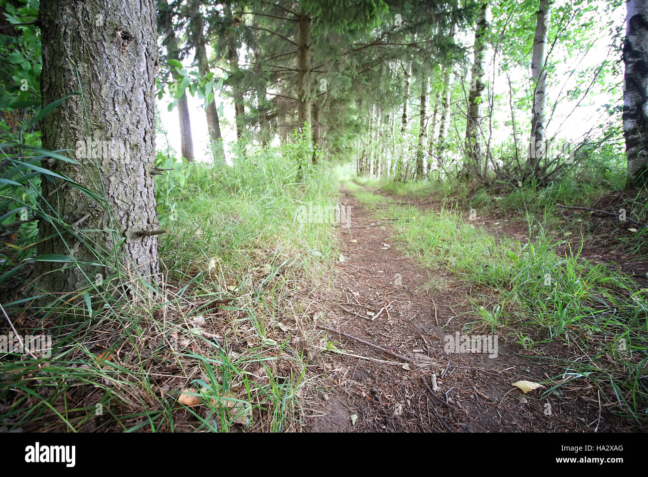 road ground forest tree Stock Photo - Alamy