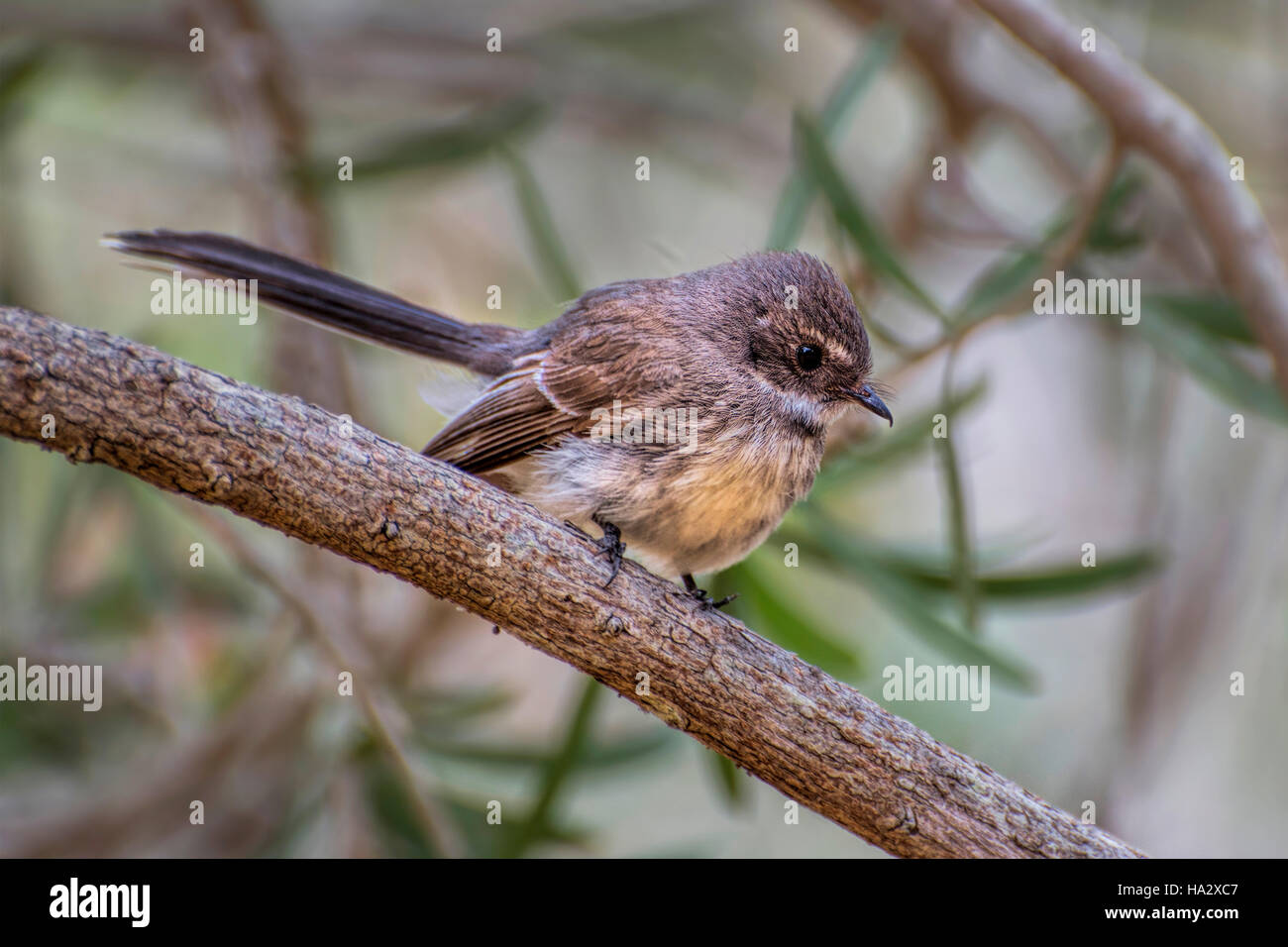 The grey fantail hi-res stock photography and images - Alamy