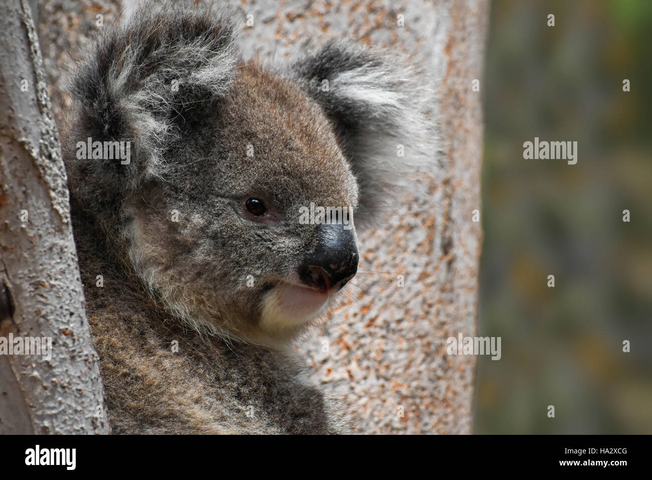 Koala sitting in eucalyptus tree, Yanchep National Park, Western ...