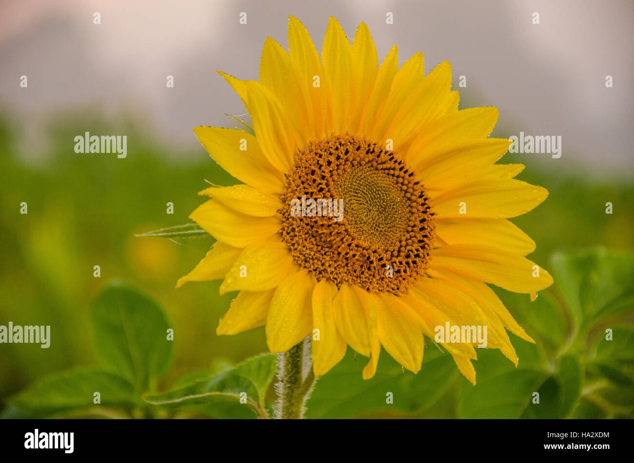 Sunflowers in morning summer field hi-res stock photography and images ...