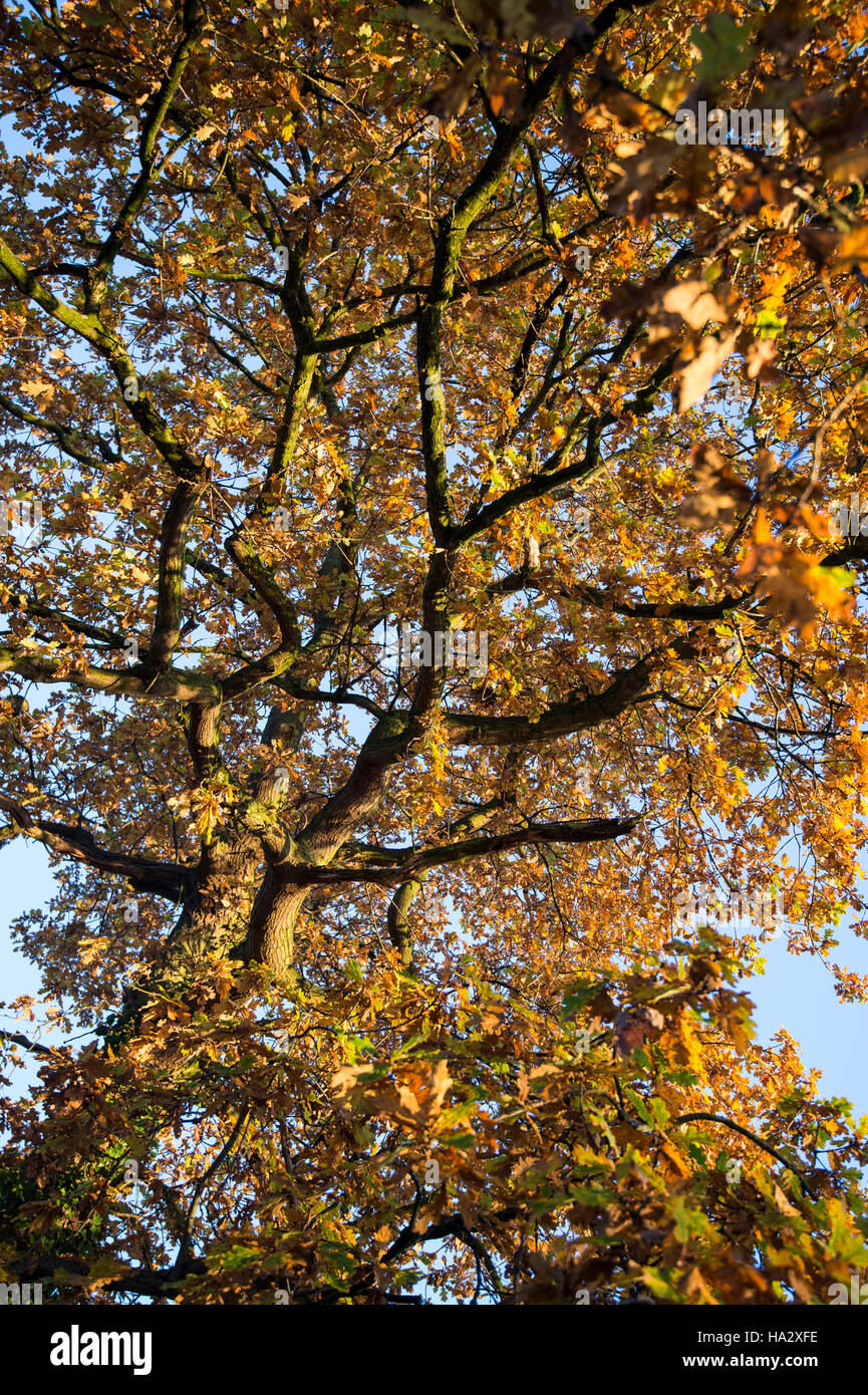 Looking up through golden brown oak tree leaves to blue sky beyond ...