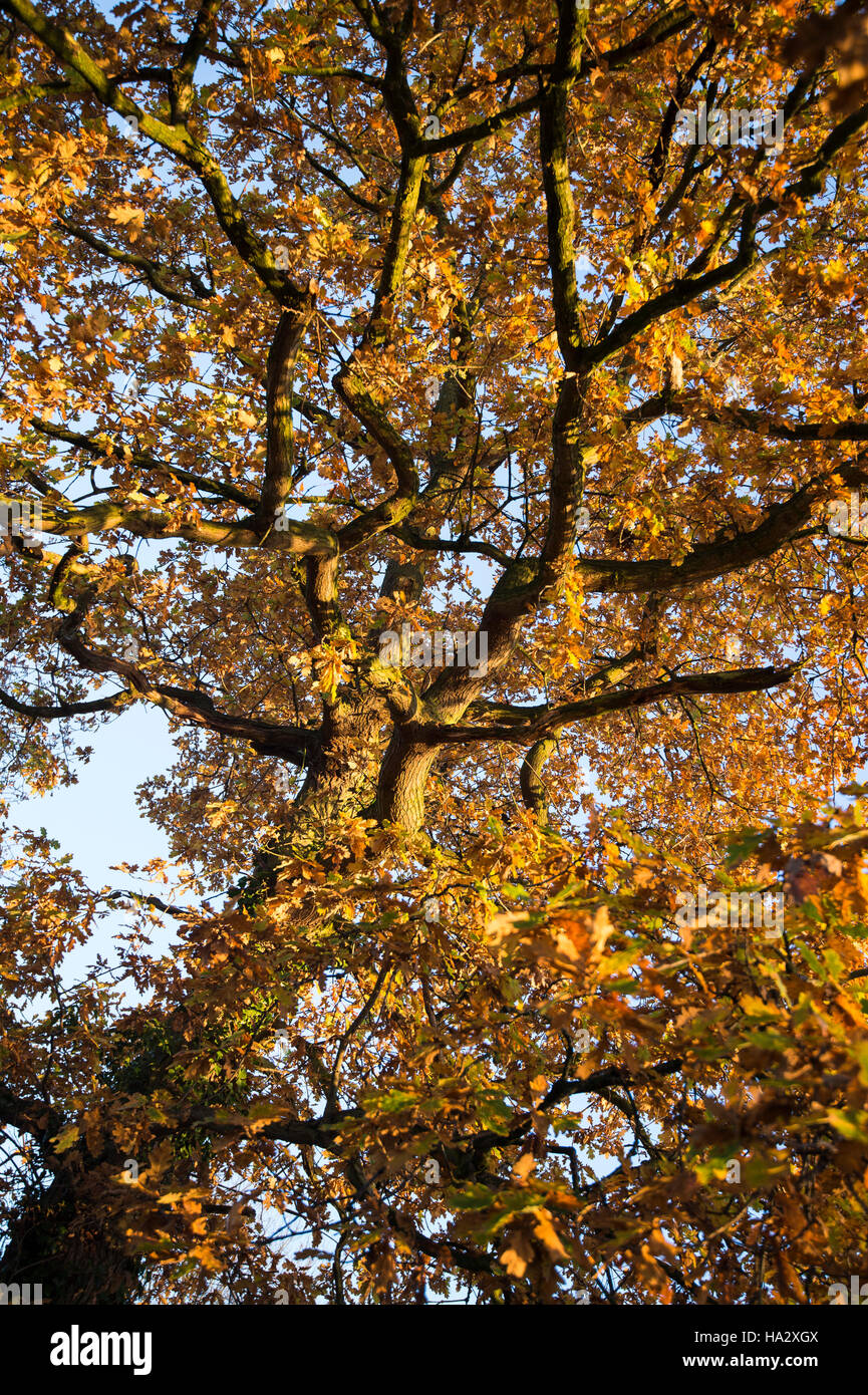 Looking up through golden brown oak tree leaves to blue sky beyond ...