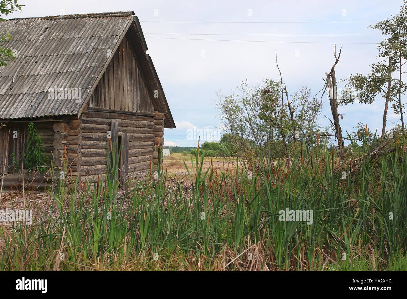 House in a field with reeds Stock Photo - Alamy