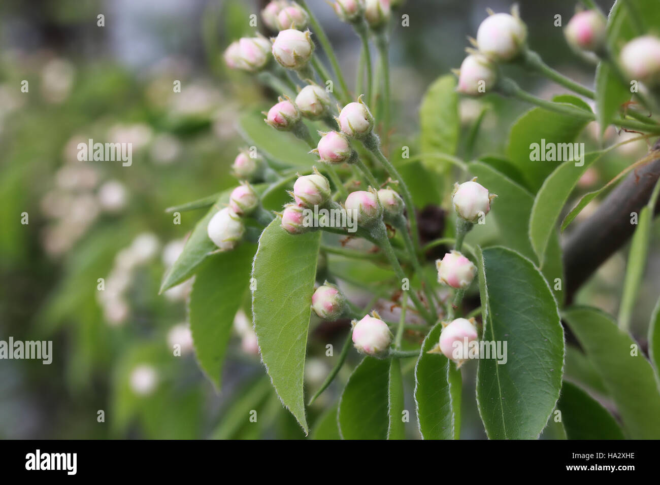 spring macro leaf and flower of new life Stock Photo - Alamy