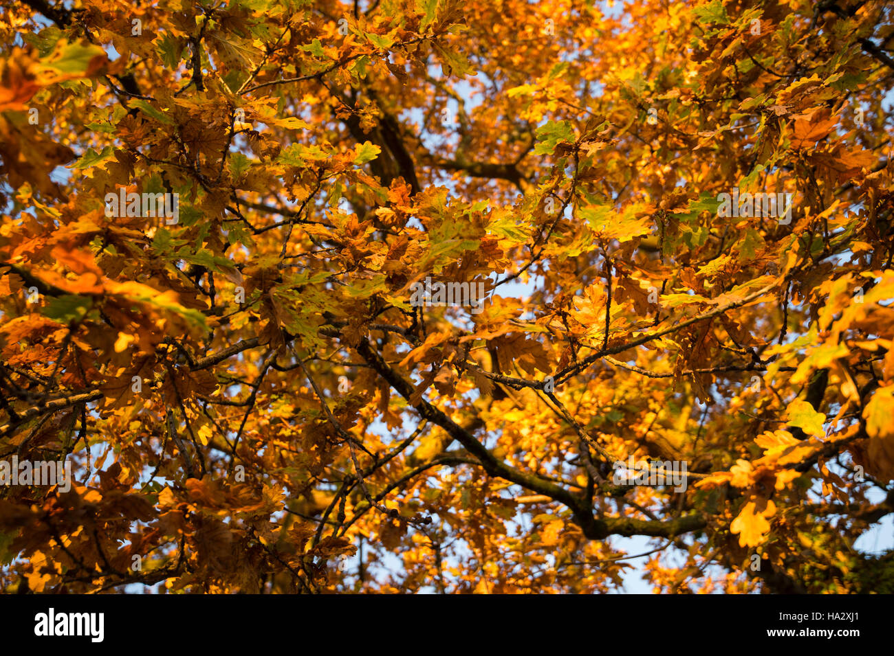 Looking up through golden brown oak tree leaves to blue sky beyond ...