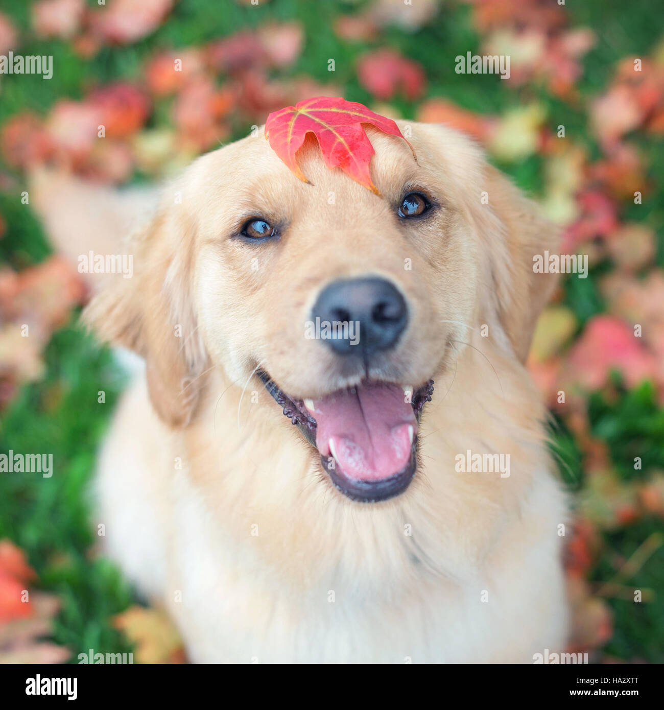 Portrait of a Golden retriever dog with a maple leaf on its head Stock ...