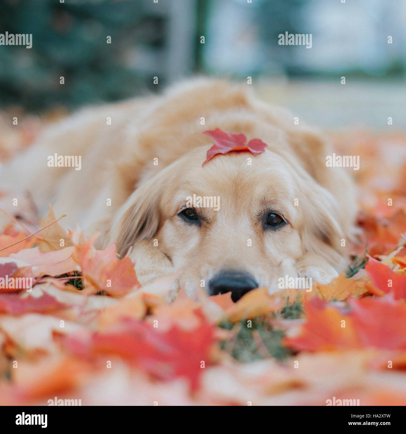 Golden retriever dog lying in autumn leaves Stock Photo - Alamy