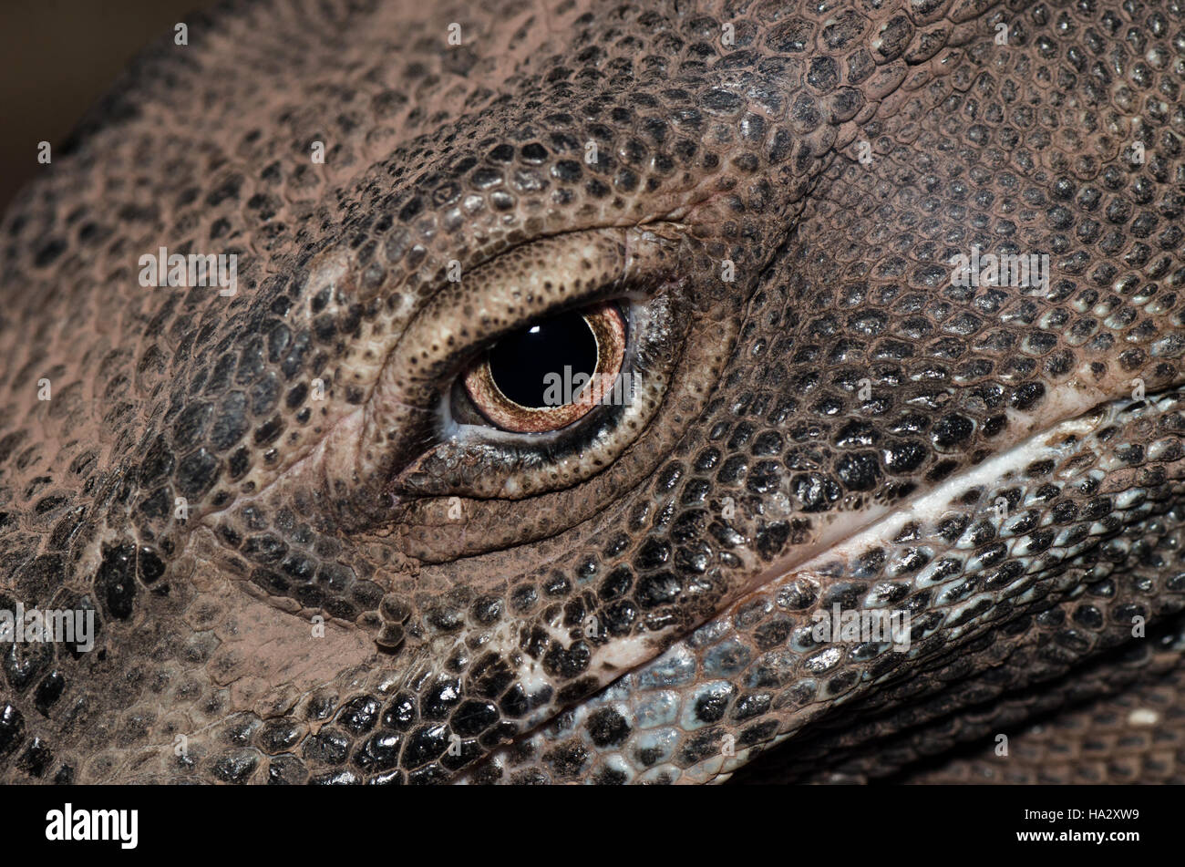Close-up of a lizard's eye, Australia Stock Photo - Alamy
